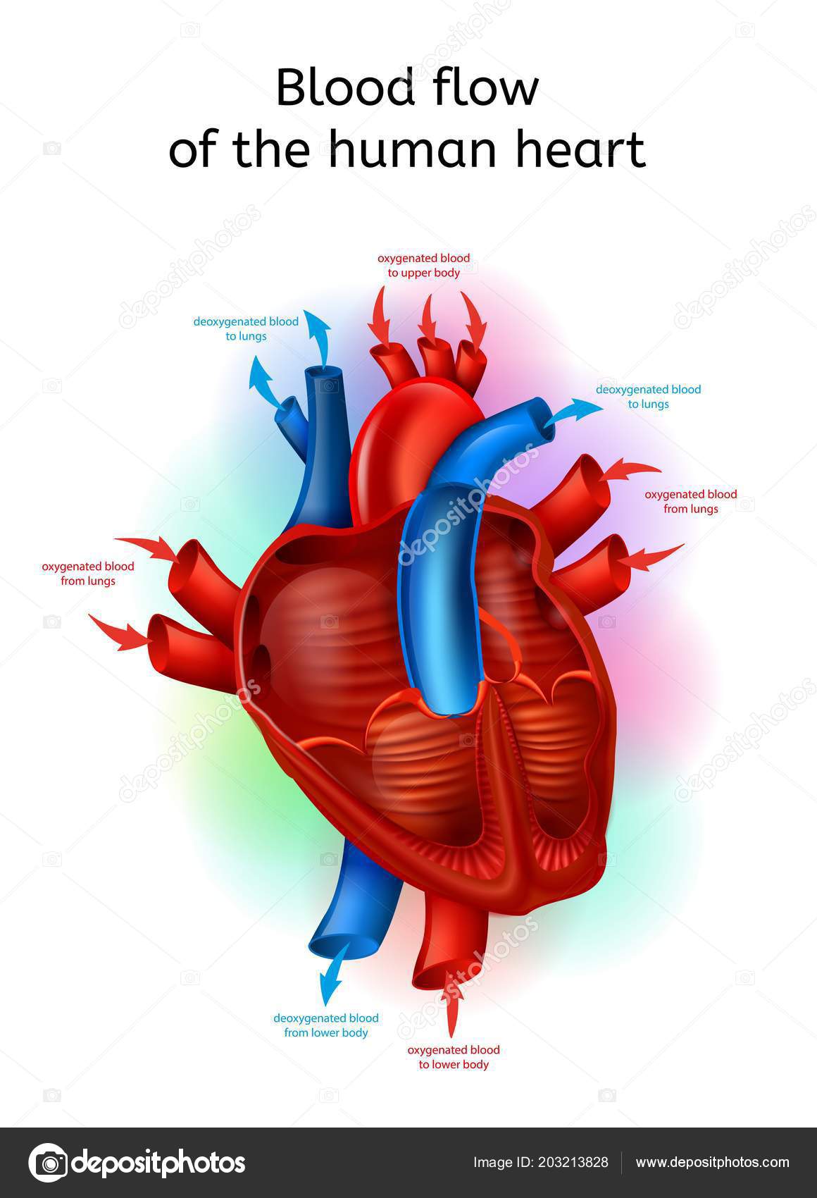 Blood Flow In Human Heart Realistic Vector Scheme — Stock Vector ...