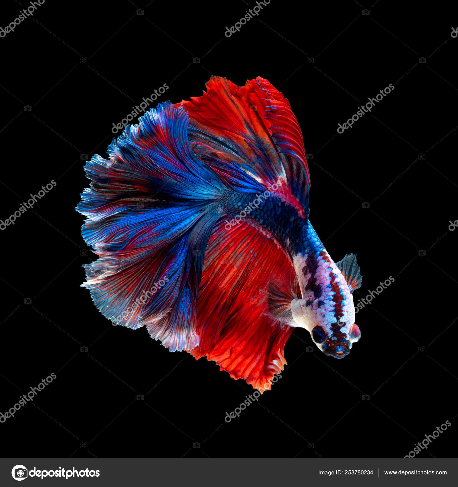 Close up art movement of Betta fish or Siamese fighting fish iso Stock ...