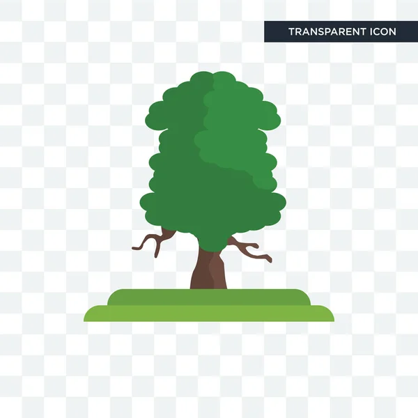 79 American chestnut tree Vector Images, American chestnut tree ...