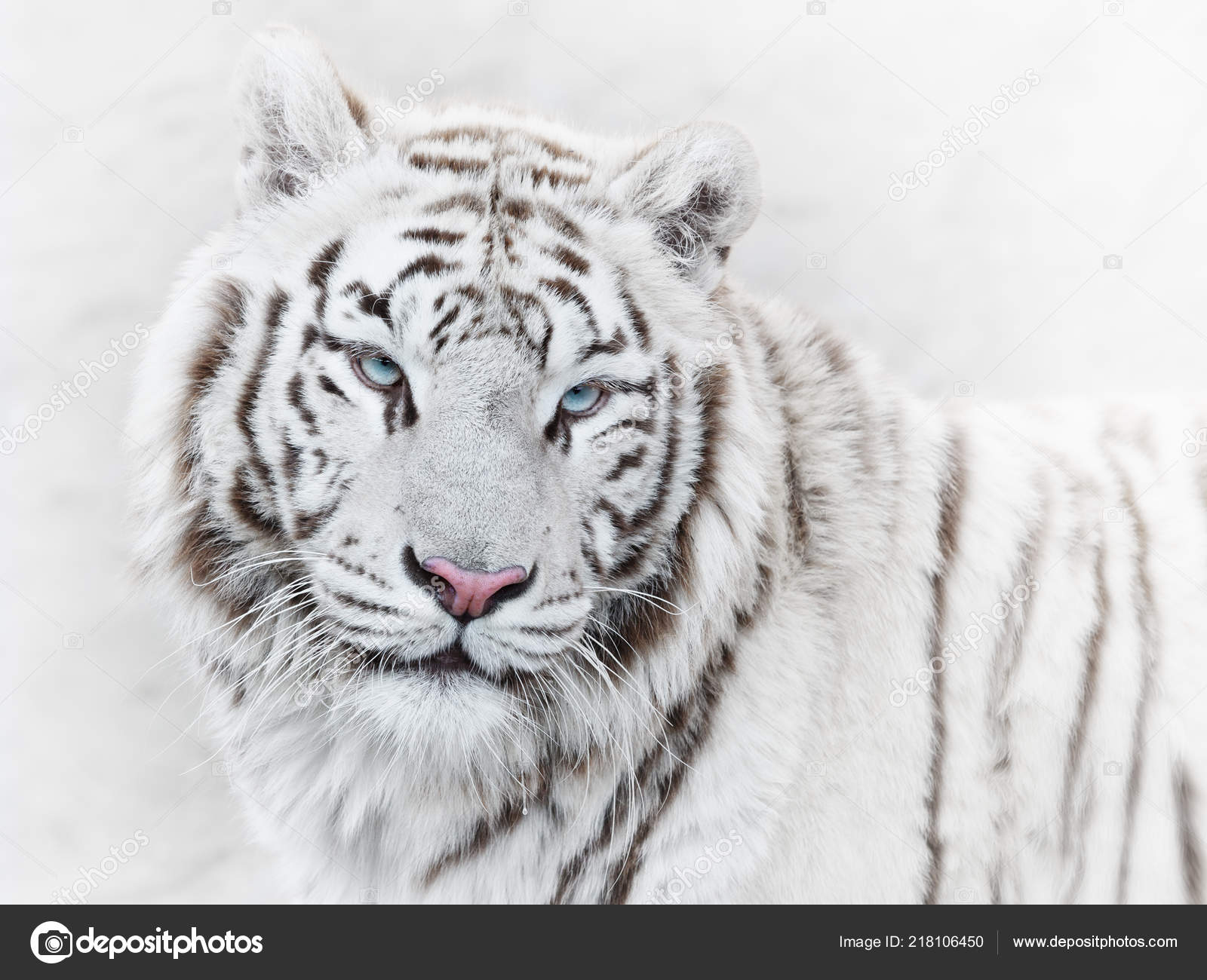 Beautiful White Tiger Pictures