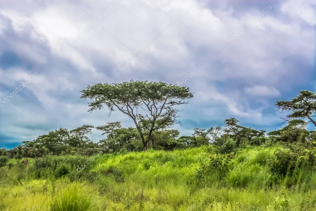 Vista con paisaje tropical típico, árboles y otros tipos de vegetación ...