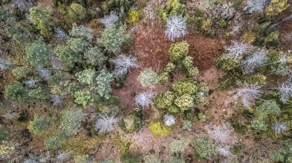Aerial view of oak trees and a dehesa range in badajoz spain Stock ...