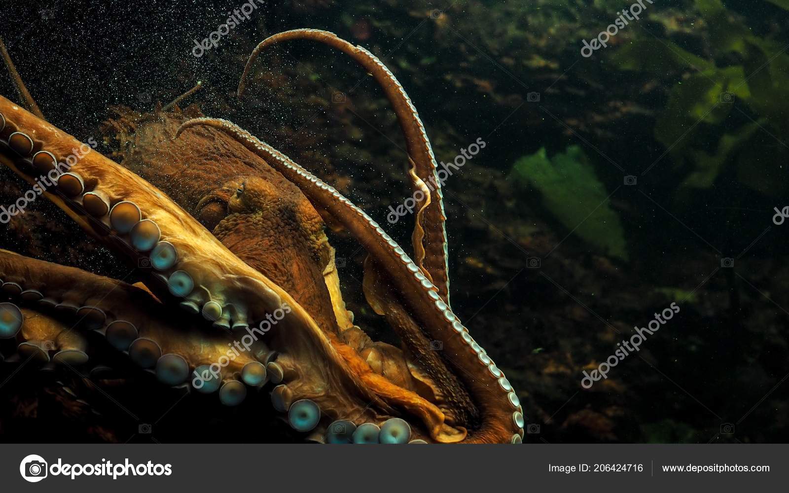 Closeup Beautiful Octopus Swimming — Stock Photo © Mr.Note19 #206424716
