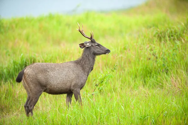 Beautiful sika deer Stock Photos, Royalty Free Beautiful sika deer ...