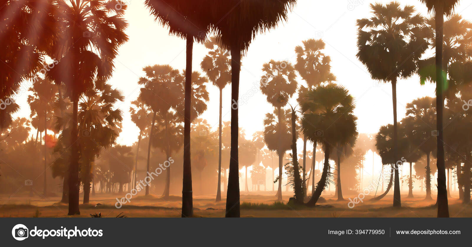 Landscape Paddy Fields Sugar Palm Trees Morning Mist — Stock Photo ...