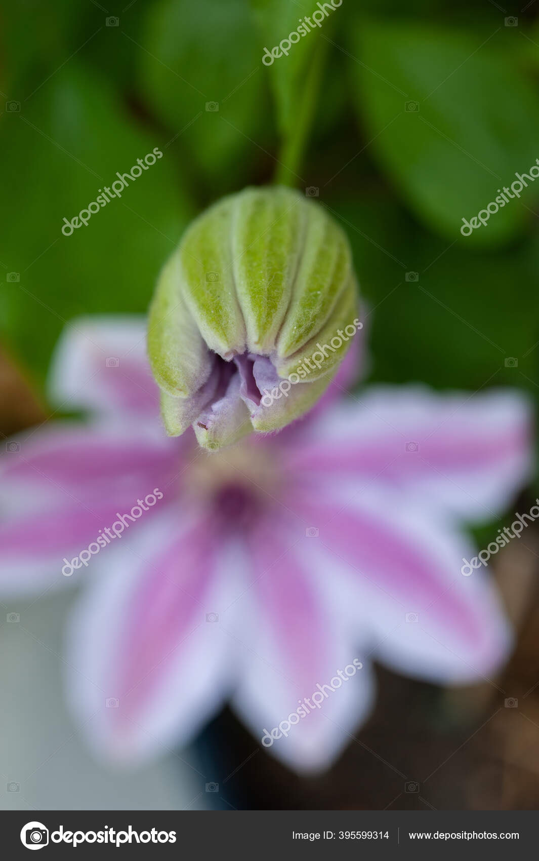 Close Young Shoots Pink Clematis Stages Blooming Unopened Bud Fully ...