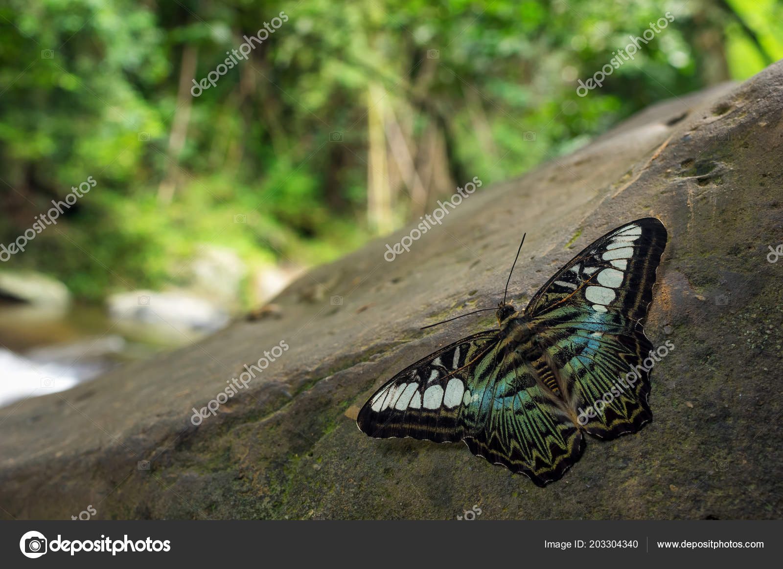 Beautiful Blue Green Butterfly Blue Clipper Butterfly Parthenos Sylvia ...
