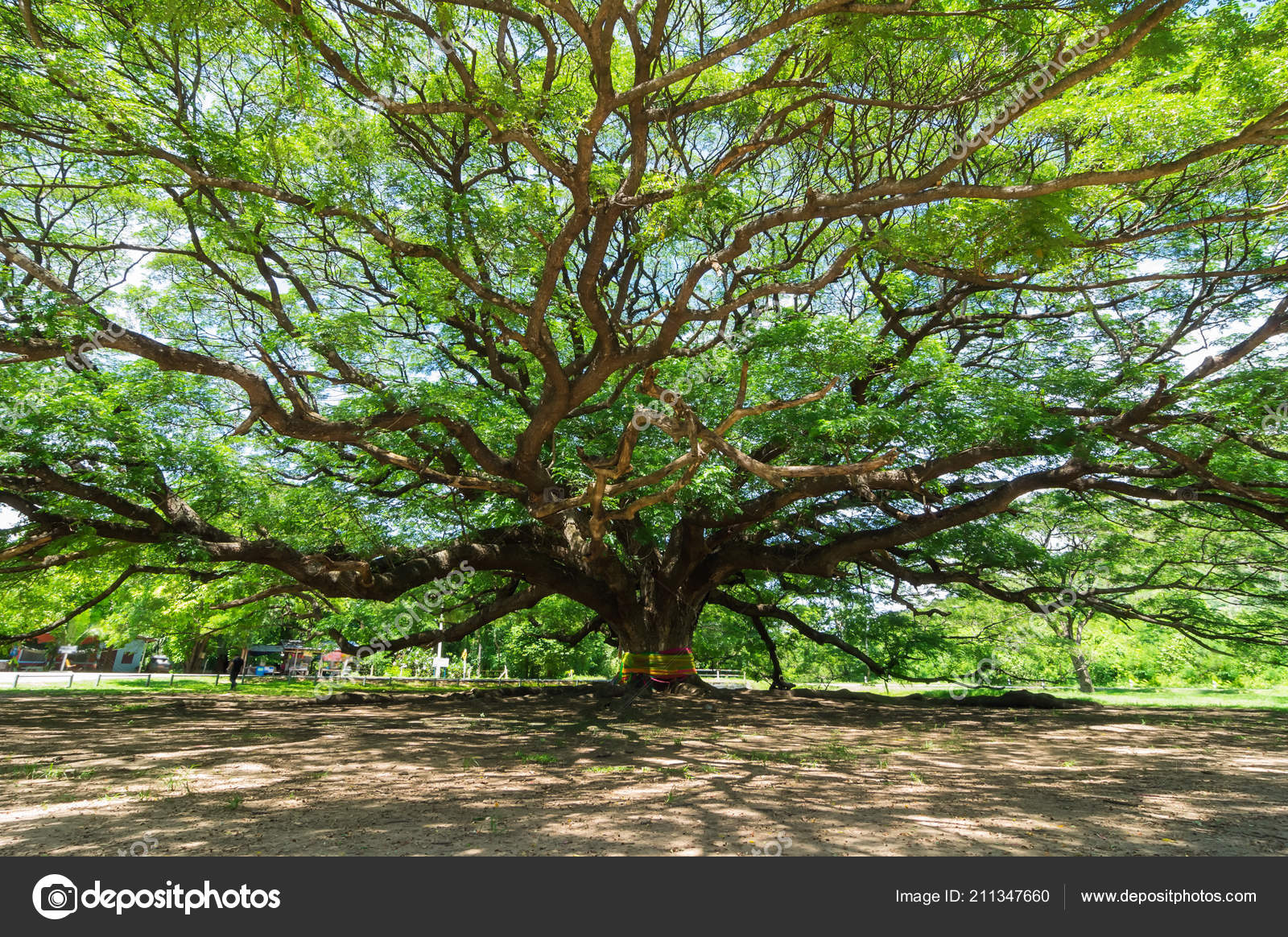 Big Old Tree Hd