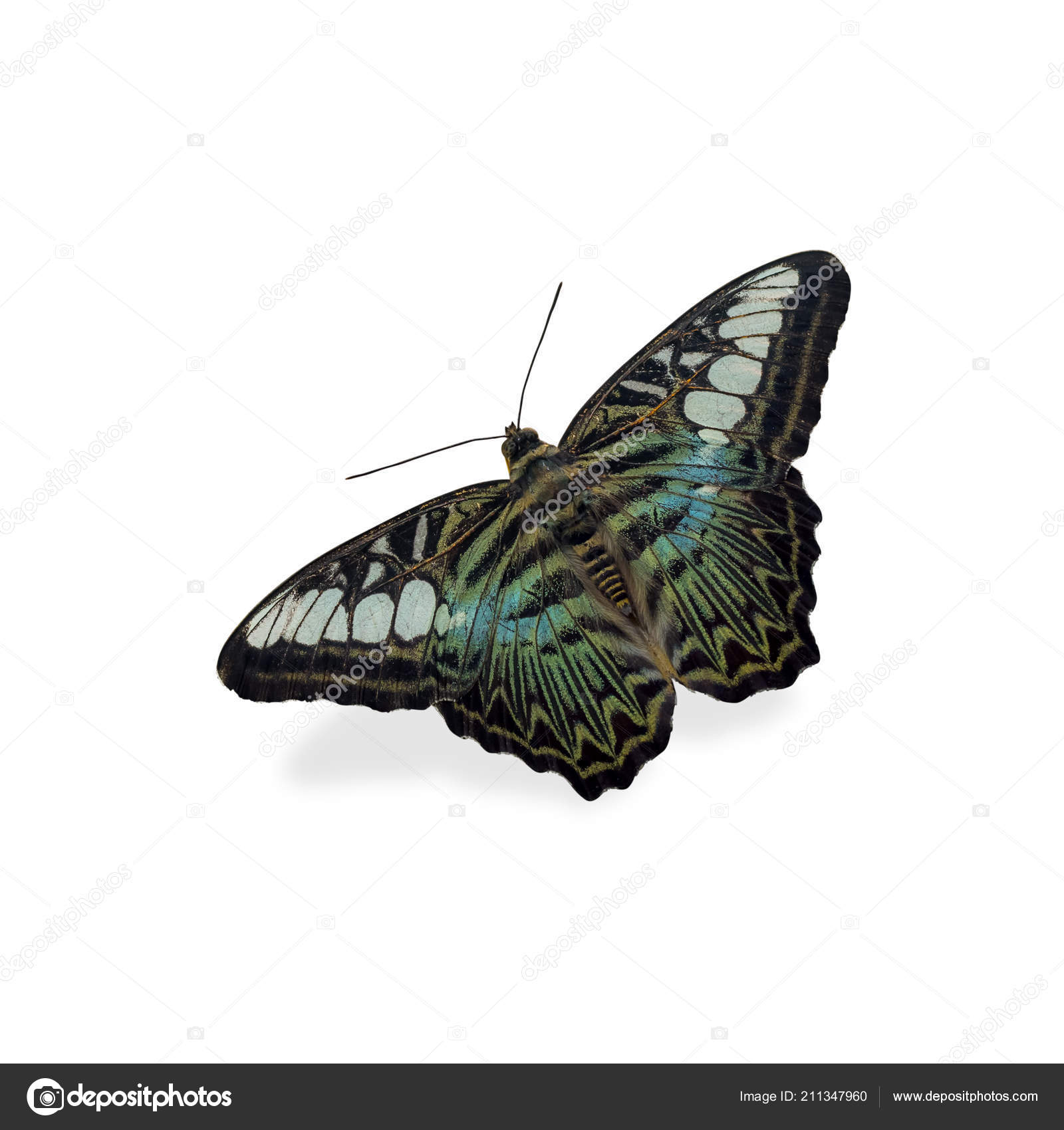 Beautiful Blue Green Butterfly Blue Clipper Butterfly Isolated White ...