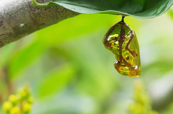 Chrysalis Butterfly Shiny Golden Hanging Leaf Nature Background — Stock ...