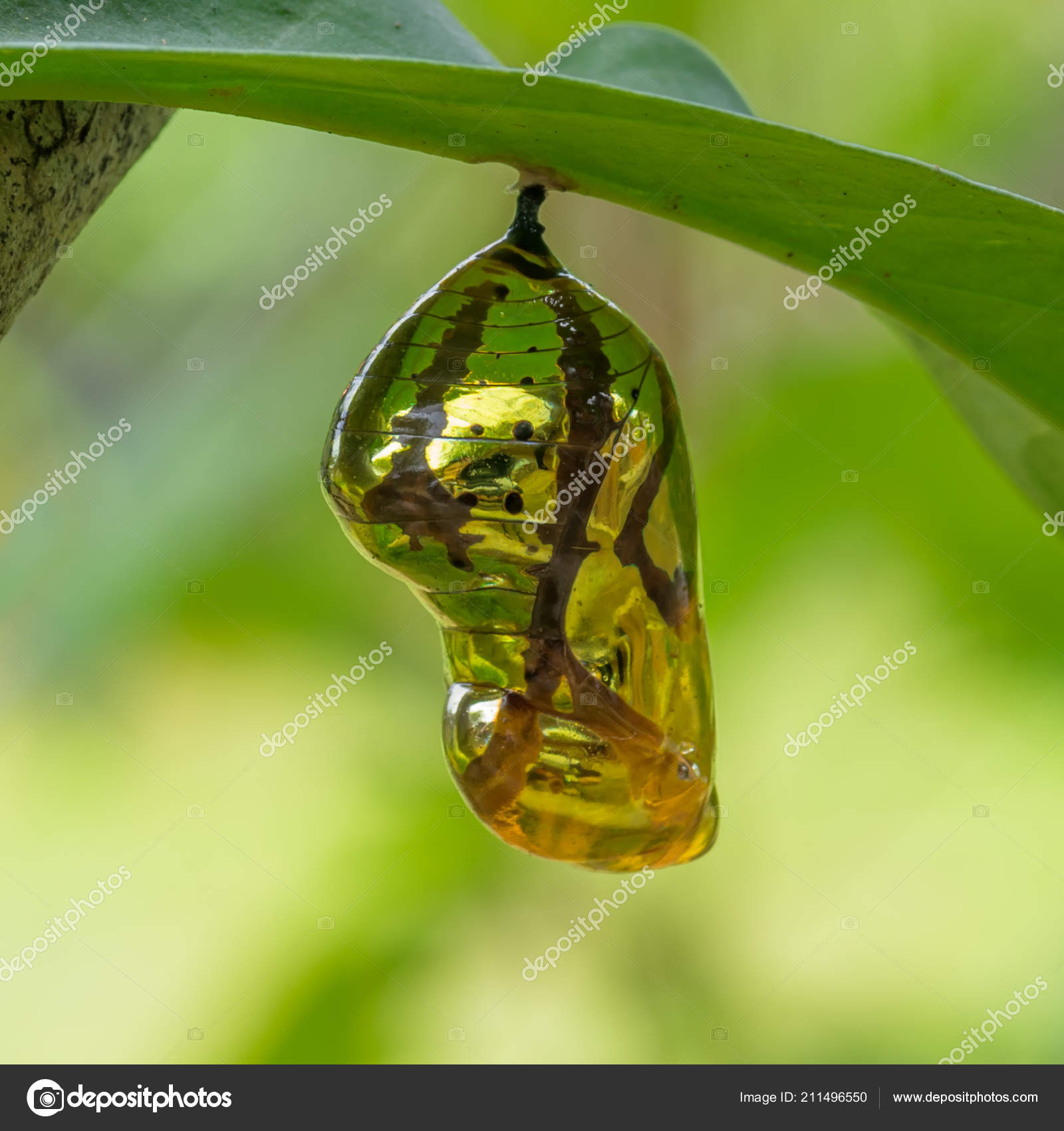 Chrysalis Butterfly Shiny Golden Hanging Leaf Nature Background — Stock ...