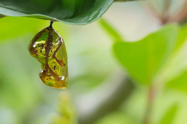 Butterfly metamorphosis Stock Photos, Royalty Free Butterfly ...