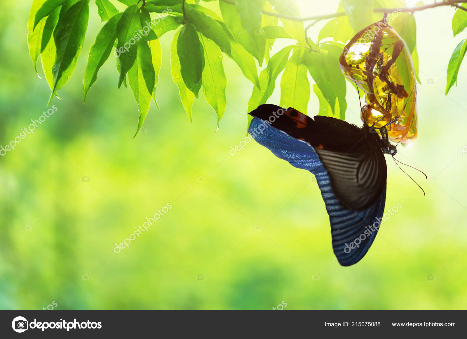 Amazing Moment Butterfly Change Form Chrysalis — Stock Photo © nirutdps ...