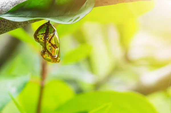 Chrysalis Stock Photos, Royalty Free Chrysalis Images | Depositphotos