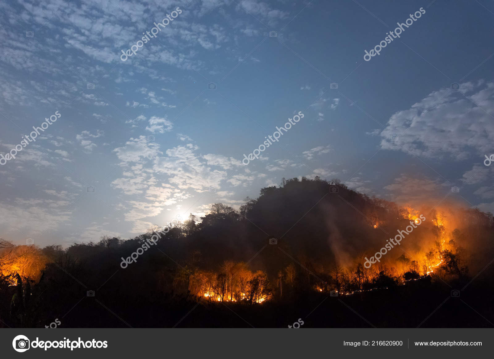 Forest Fire Wildfire Burning Tree Red Orange Color Night Forest Stock ...