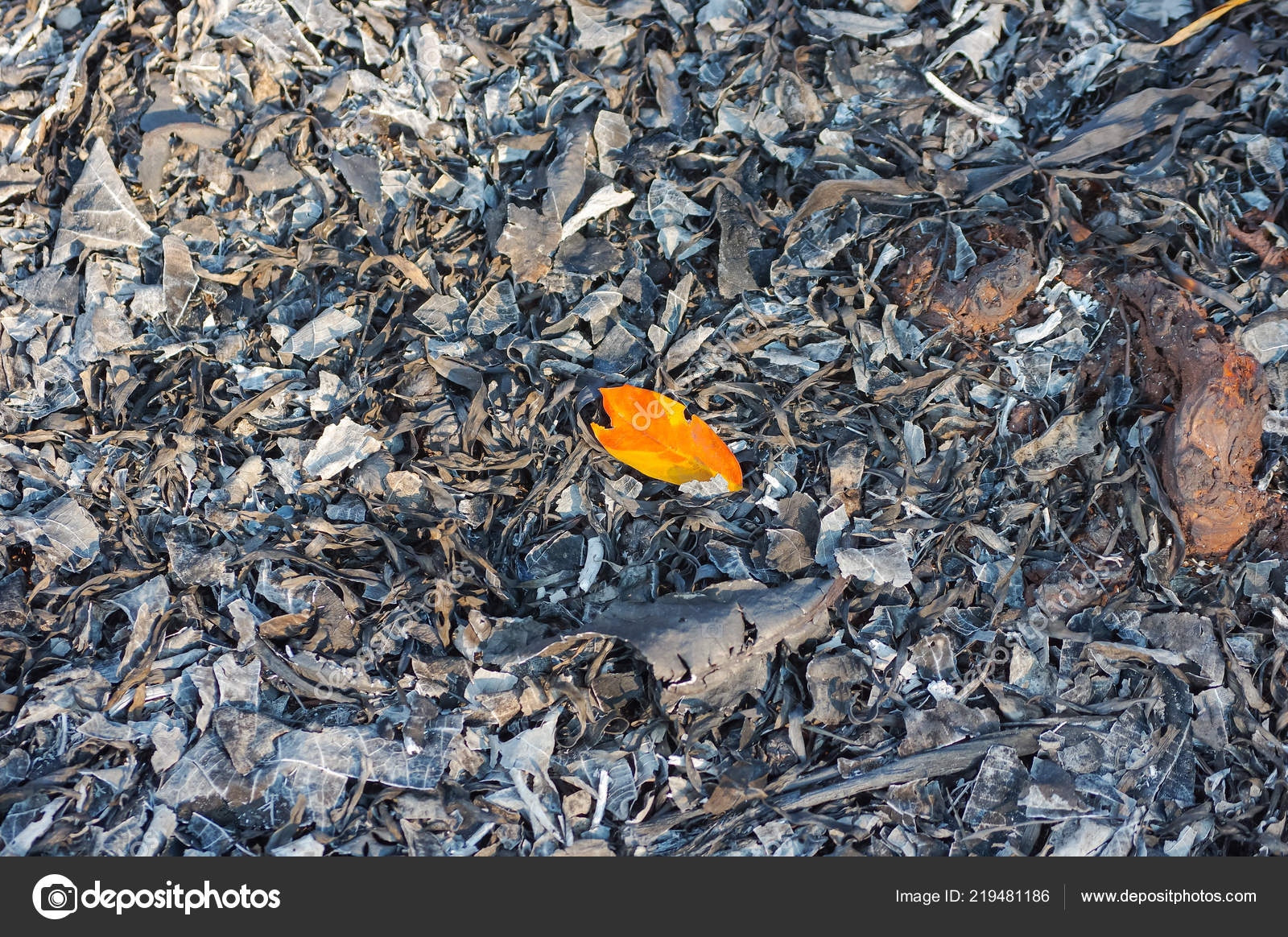 Ashes Leaves Burned Forest Fire Wildfire Burning Tree Forest North ...