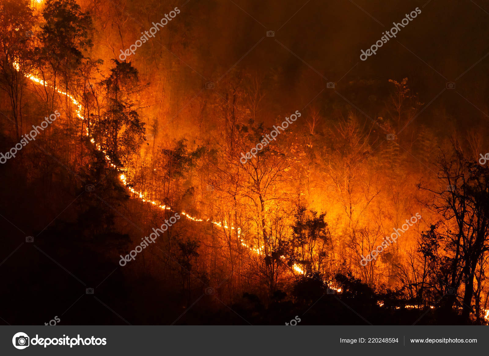 Forest Fire Wildfire Burning Tree Red Orange Color Night Forest Stock ...
