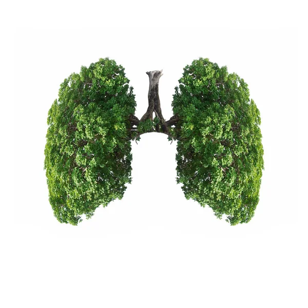 Lung tree Stock Photos, Royalty Free Lung tree Images | Depositphotos