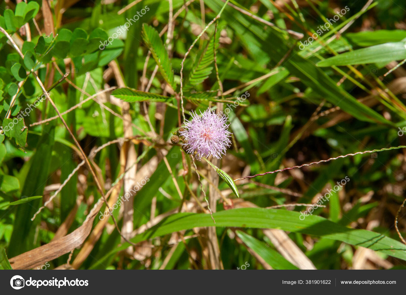Pink Wild Flower Sensitive Plants Mimosa Pudica — Stock Photo ...