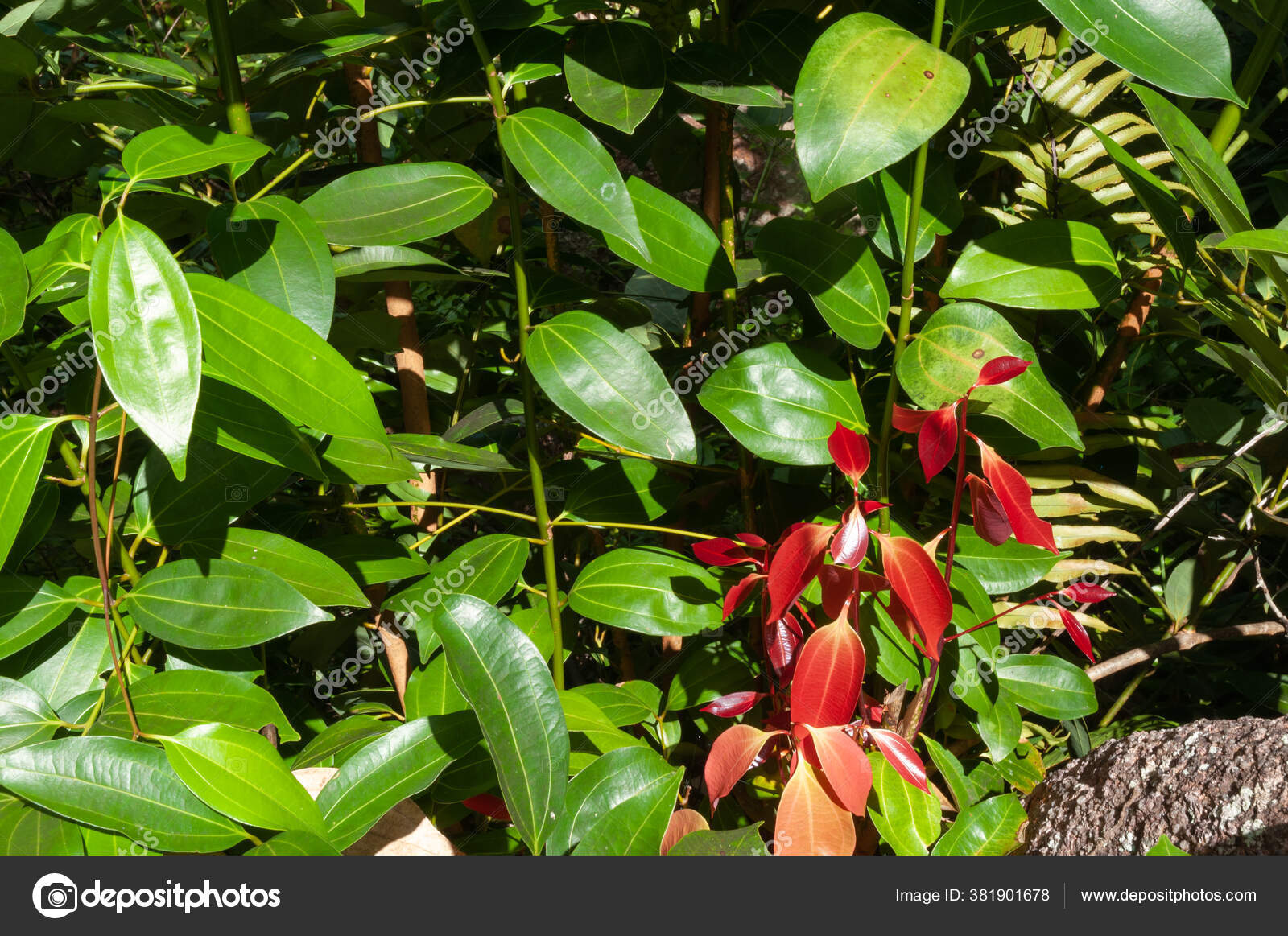 Cinnamon Tree Flower