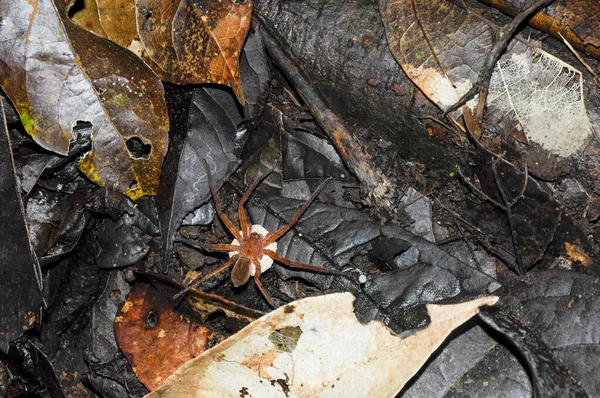 Tropical Golden Huntsman Arañas Género Olios con huevos 2025