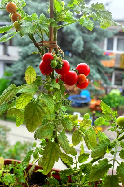 Cocktail tomatoes, home grown vegetables in pots on the balcony ...