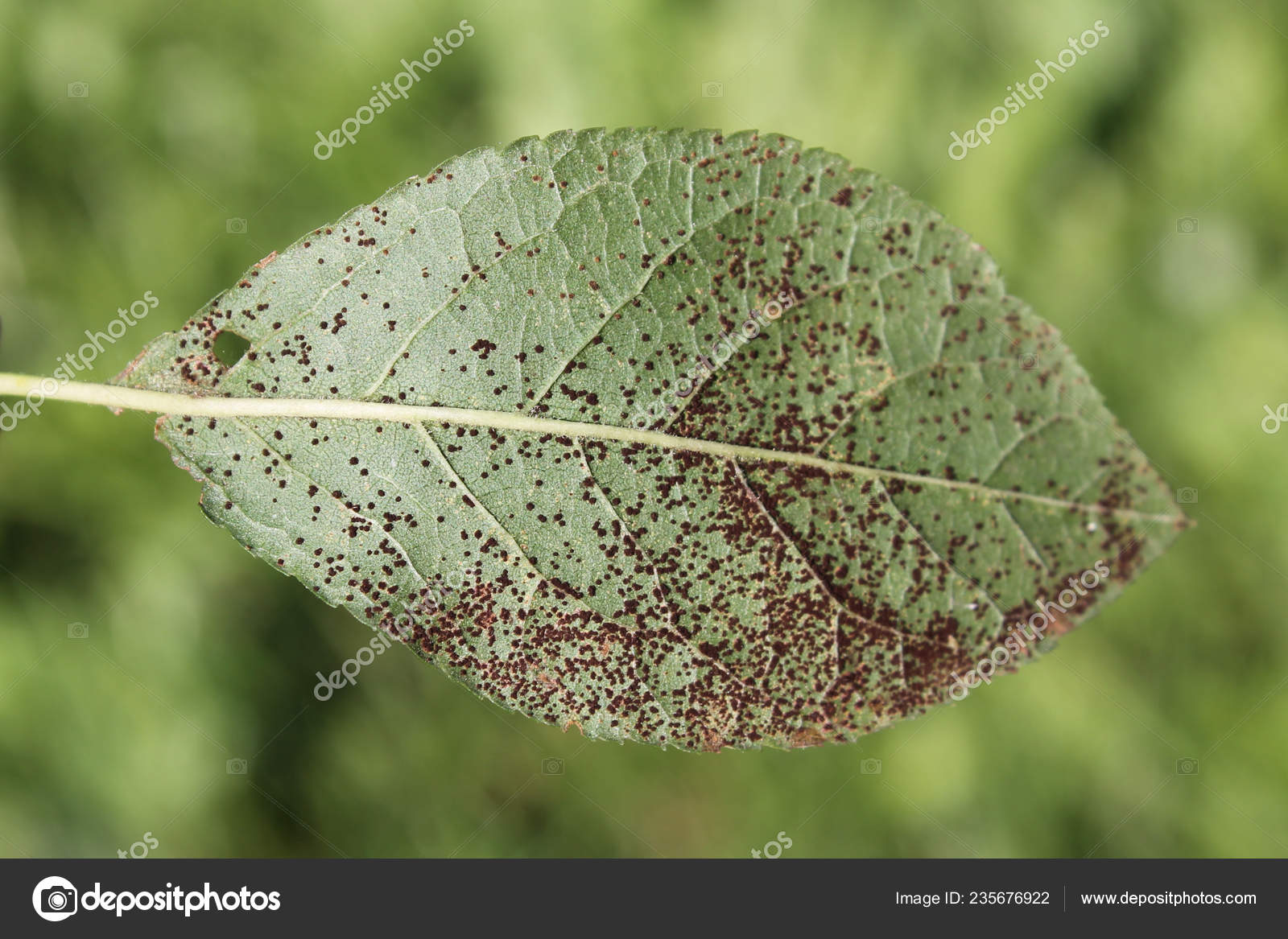 Prunus Domestica Leaf