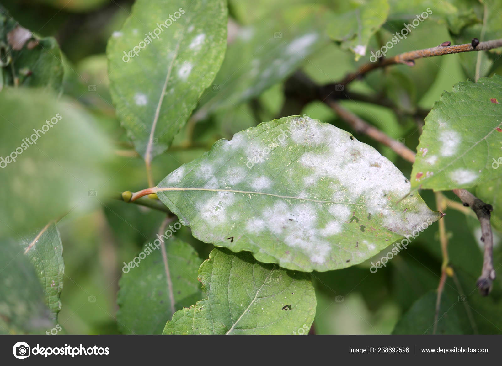 Close Green Leaves Powdery Mildew — Stock Photo © kazakovmaksim #238692596