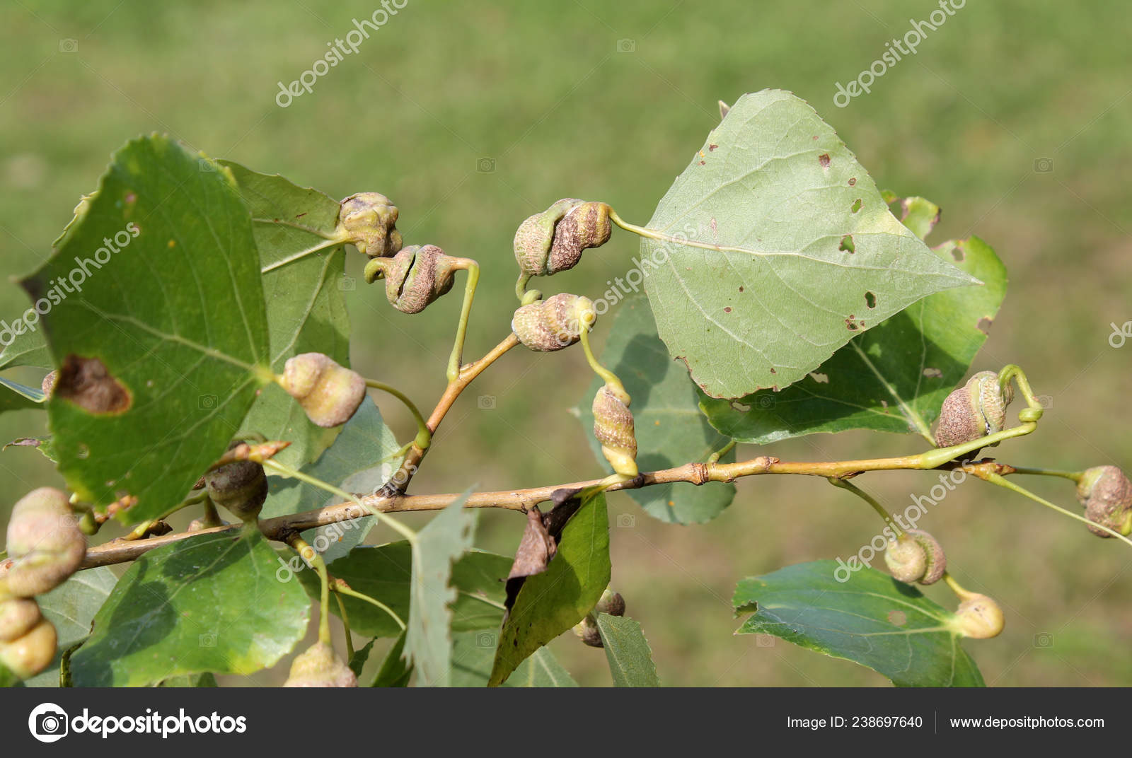 Populus Nigra Leaf