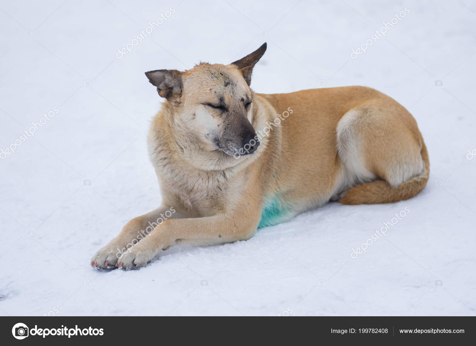 What Breed Is Stray Dog