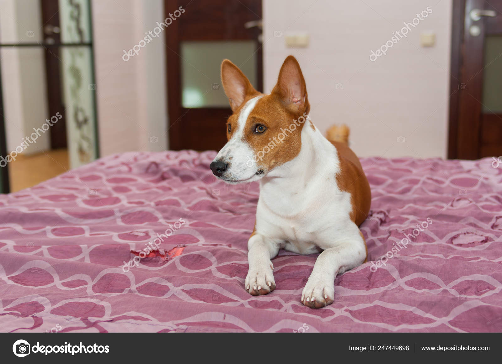 Are Basenji Puppies Lazy