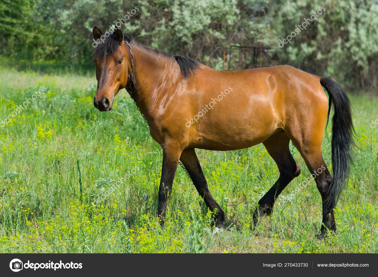 Pensive Chestnut Horse Mare Spring Pasture — Stock Photo © yurikr ...
