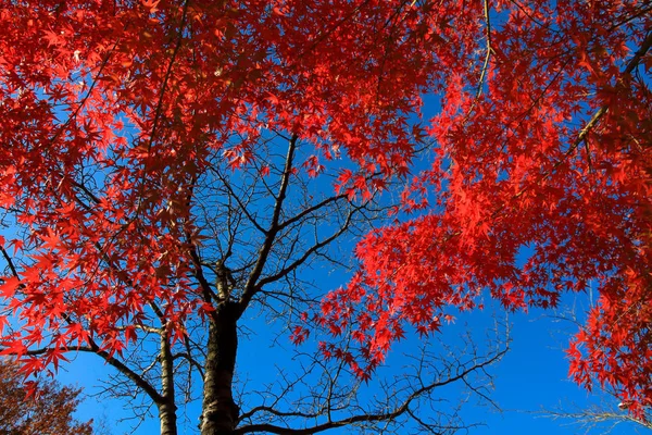 Beautiful red tree Stock Photos, Royalty Free Beautiful red tree Images ...