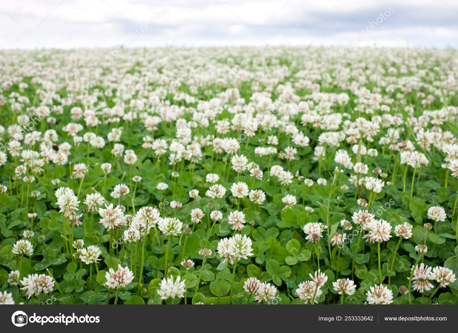 Clover Flower Field