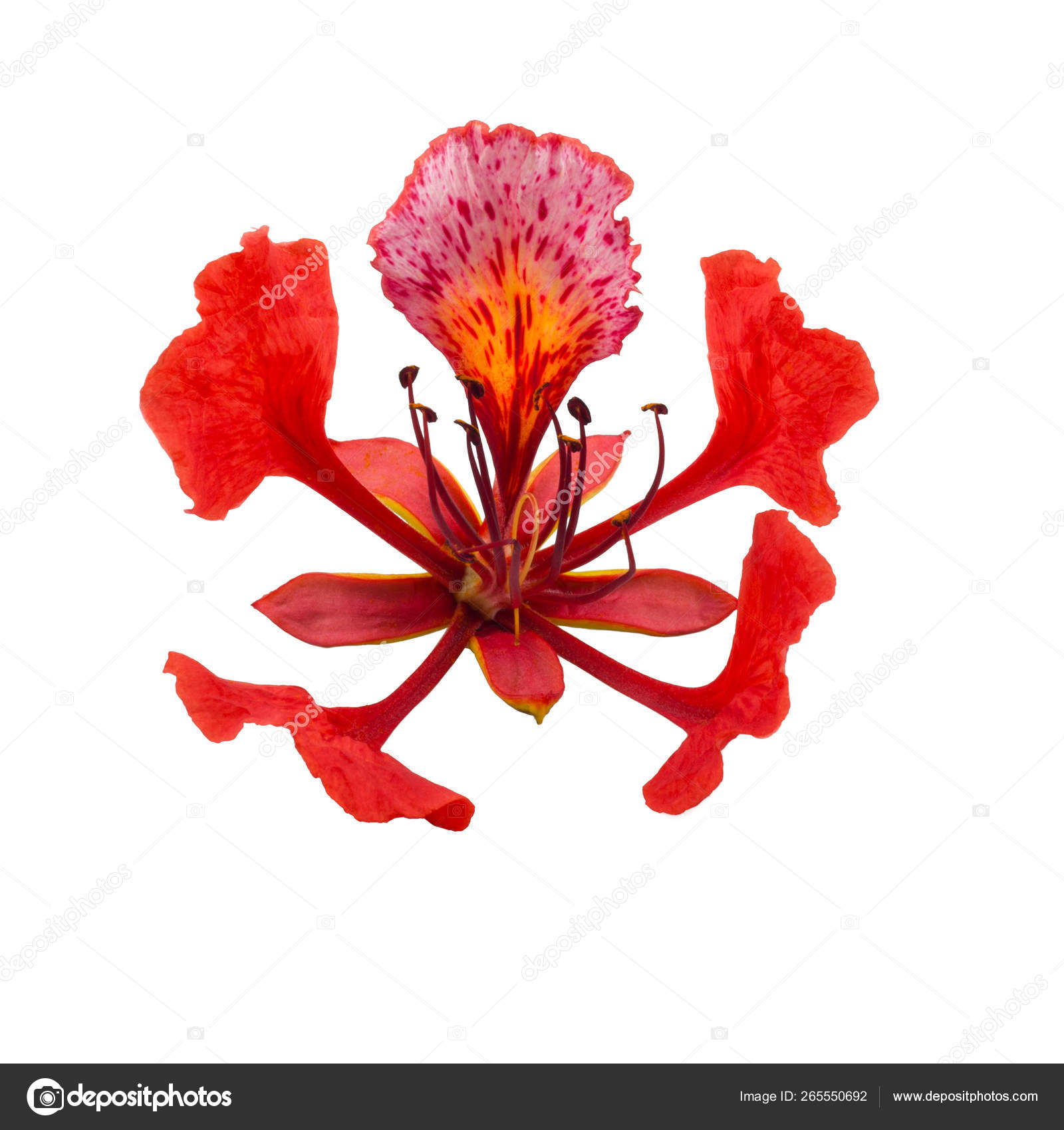 Gulmohar flower in white background. A gulmohar tree is an ornamental ...