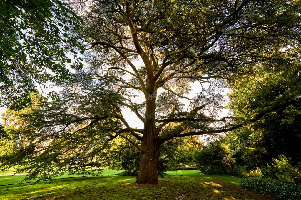 Parque Thabor (Le parc du Thabor) en Rennes, uno de los mejores ...