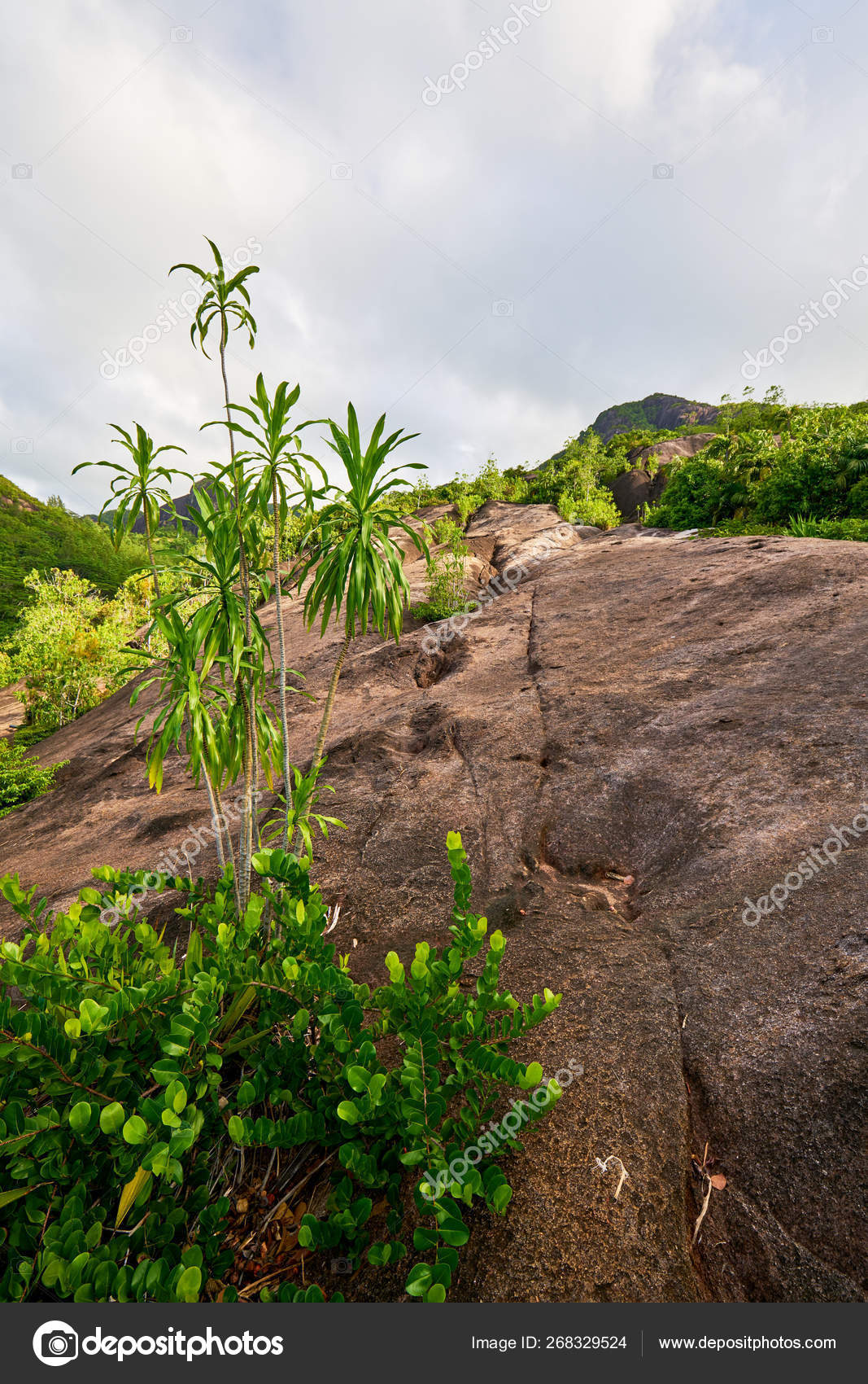 Anse major trail, hiking on nature trail of Mahe, Seychelles — Stock ...