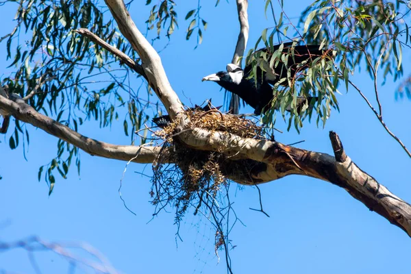 Magpie nest Stock Photos, Royalty Free Magpie nest Images | Depositphotos