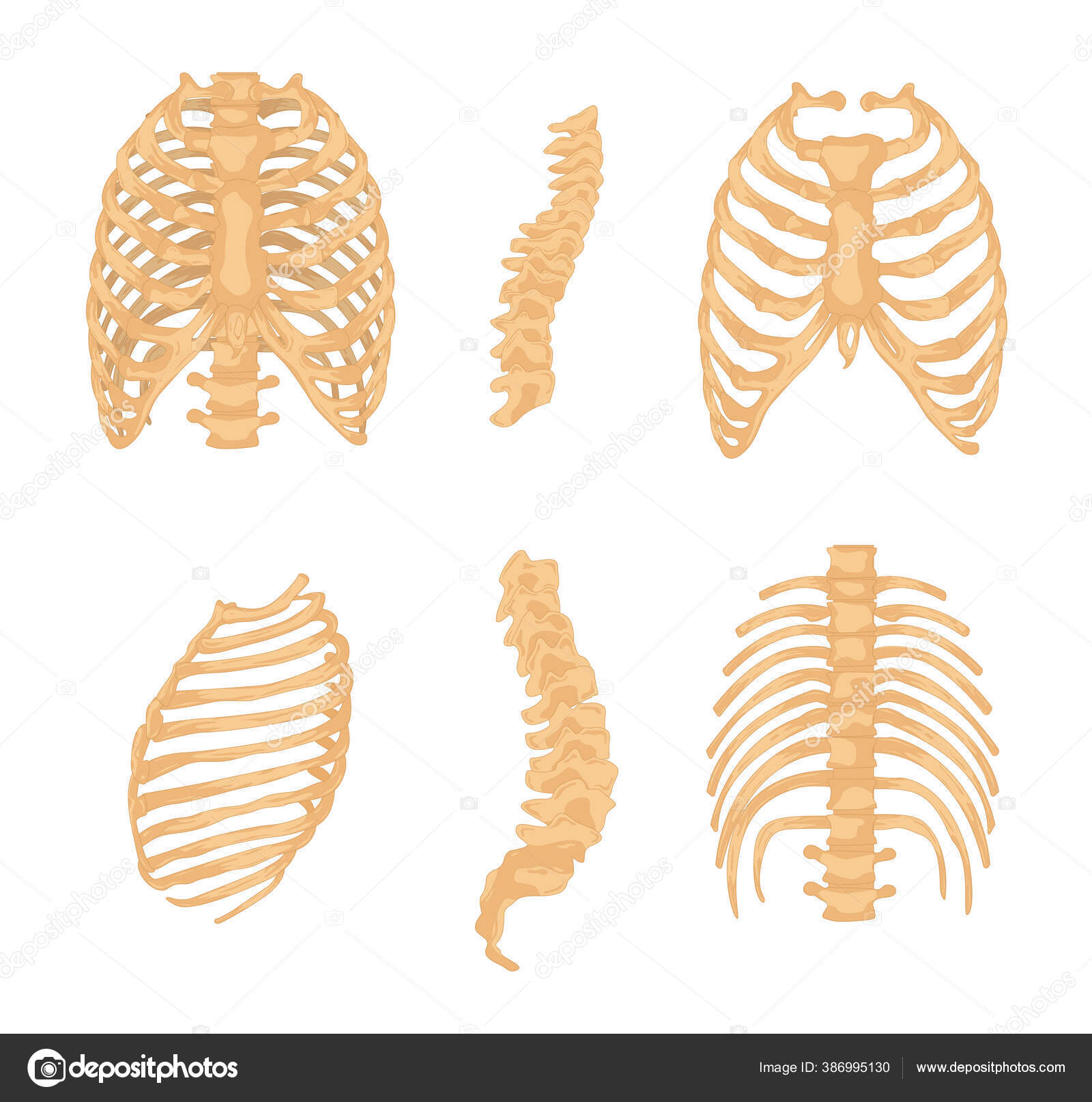 Rib Cage Bone Anatomy Set Stock Vector by ©marklys 386995130
