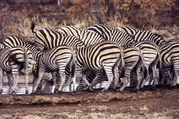 Plains Zebra - Stock Image - Everypixel