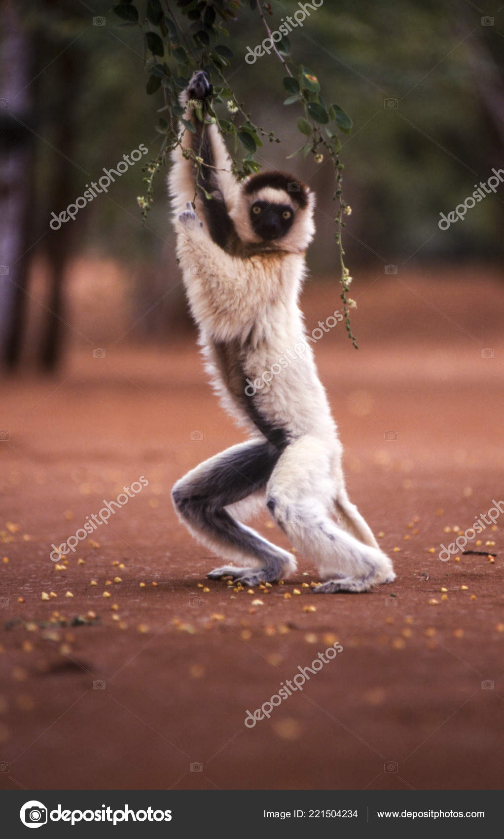 Sifaka Lemur Jumping