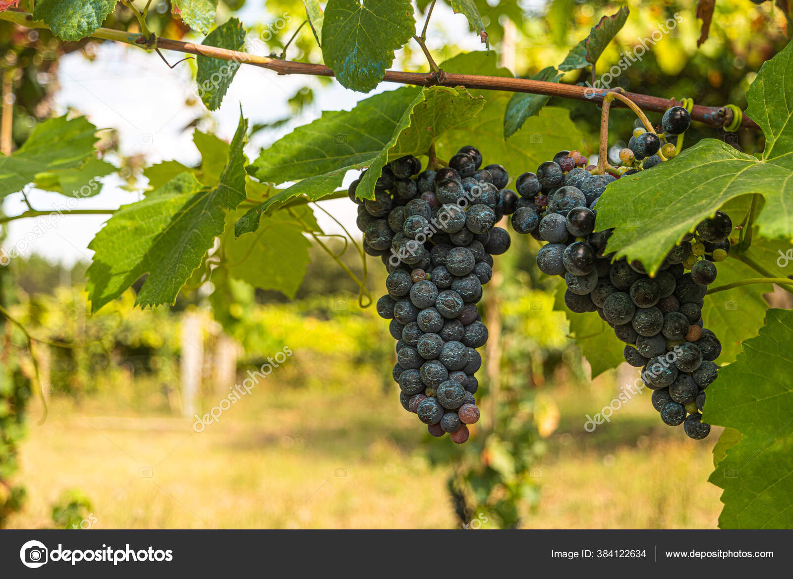 Close Berries Leaves Grape Vine Single Bunch Ripe Red Wine — Stock ...