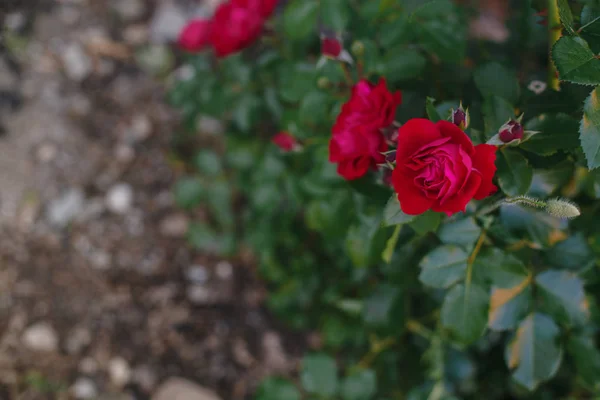 Four roses Stock Photos, Royalty Free Four roses Images | Depositphotos