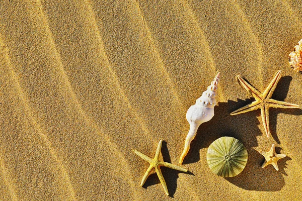 Sea shells with sand as background — Stock Photo © smaglov #7676864