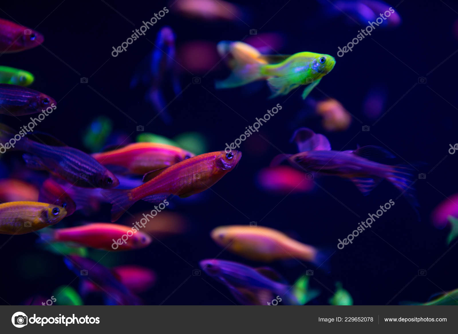 Neon Freshwater Fish