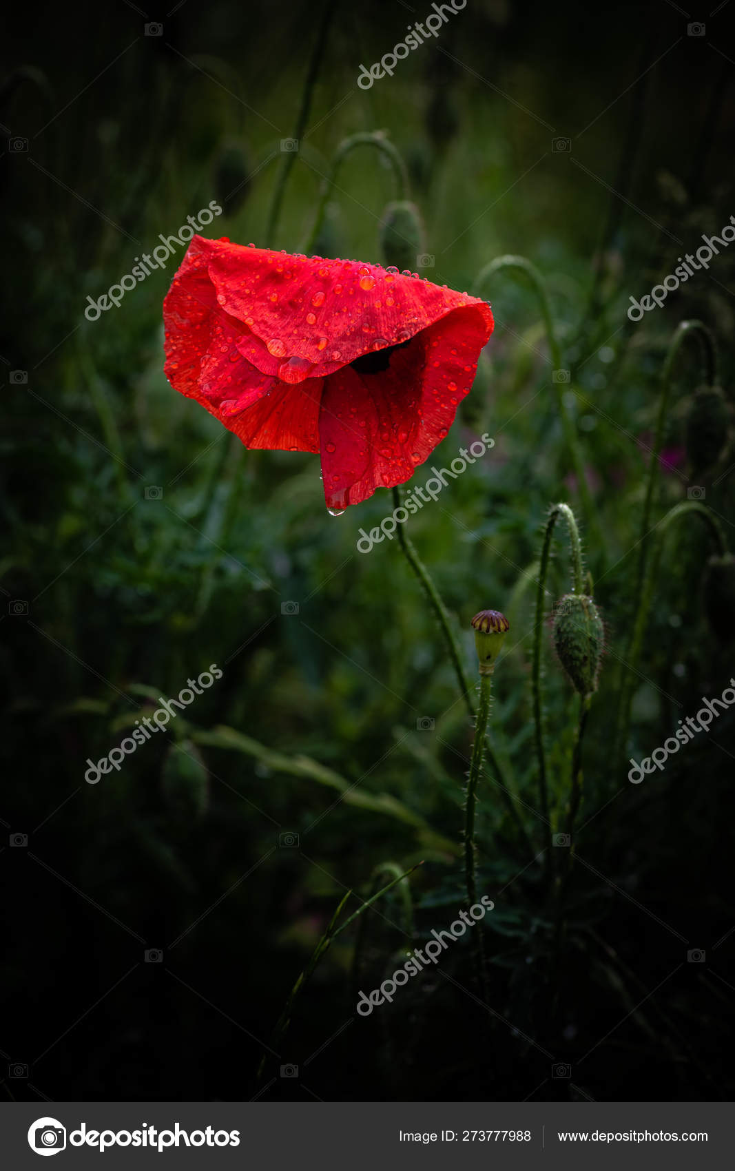 Nice Red Papaver Flower Color Summer Nature Macro Close Photography ...
