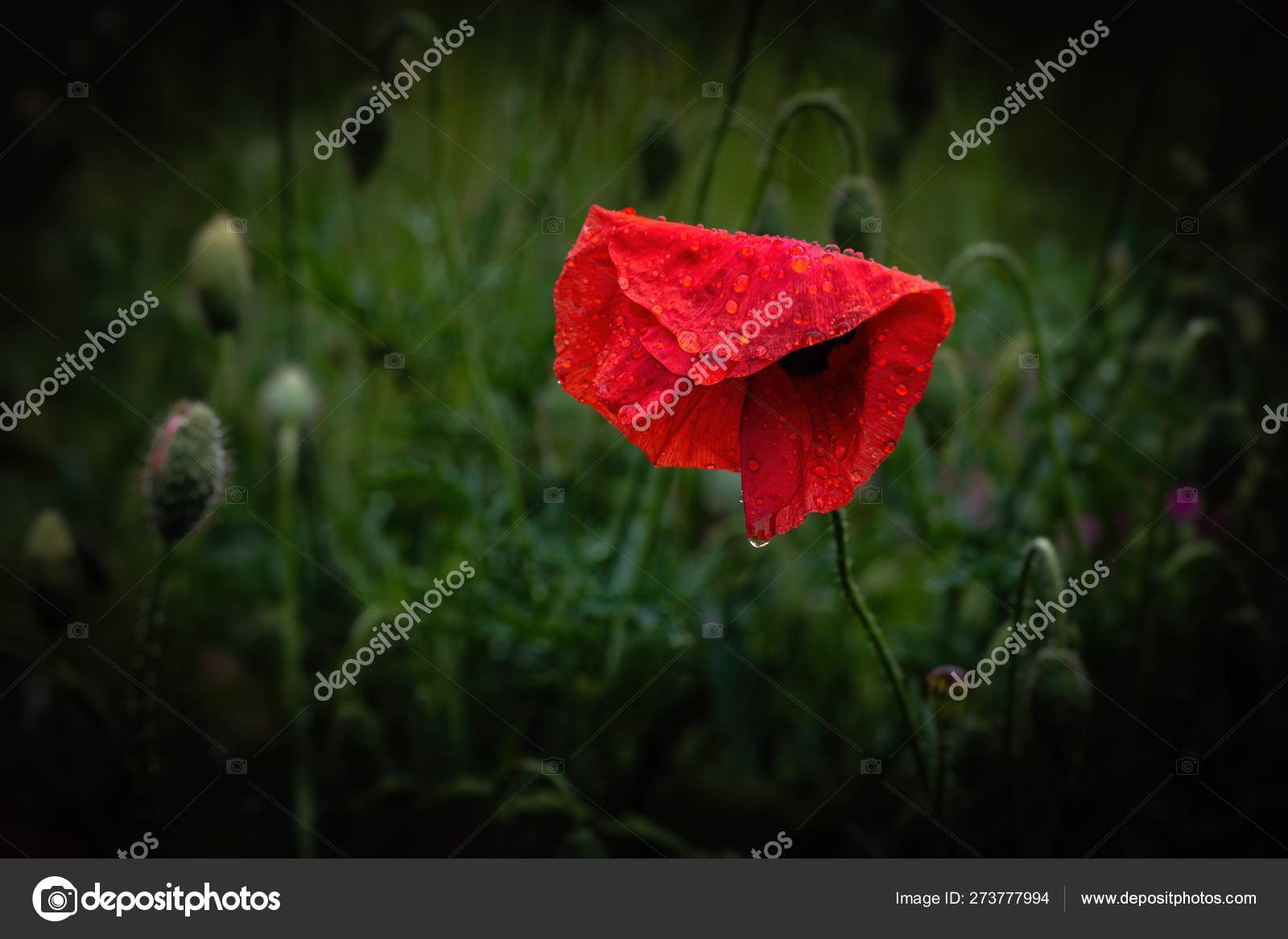 Nice Red Papaver Flower Color Summer Nature Macro Close Photography ...