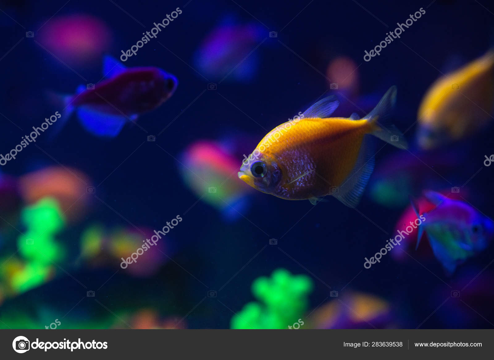 Glowfish