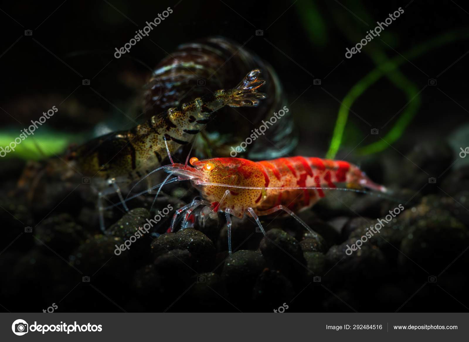 Tiger Prawn Aquarium