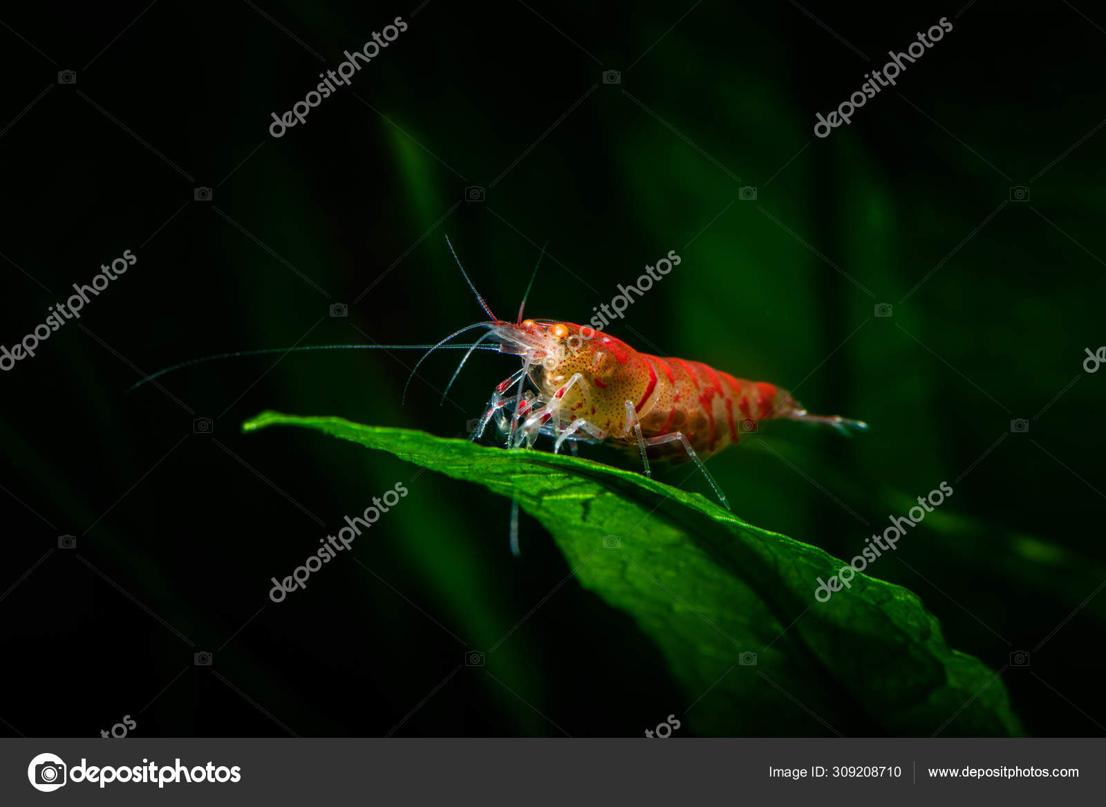 Tiger Prawn Aquarium